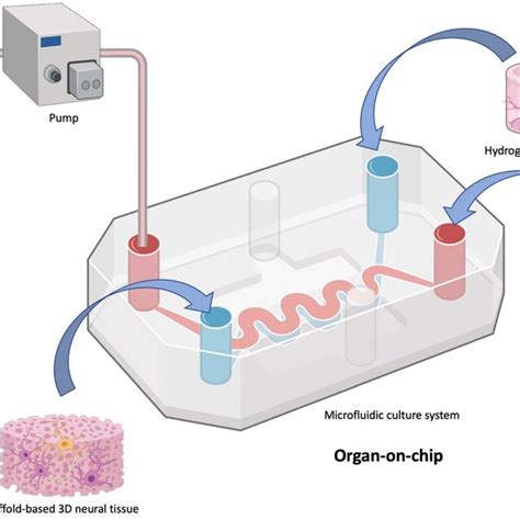 Principle Of Organ On Chip Development Various Types Of 3d Tissues Download Scientific Diagram