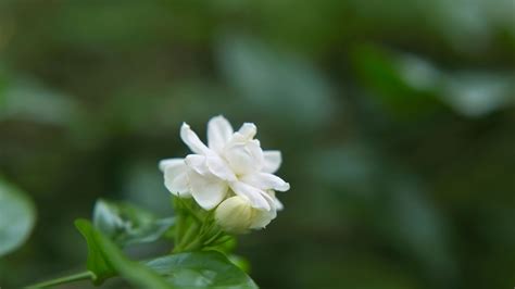 The Scent Of Home Condé Nast Traveller India