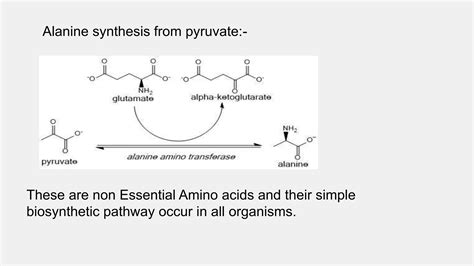 Non Essential Amino Acid Biosynthesis Glutamate Glutamine Proline