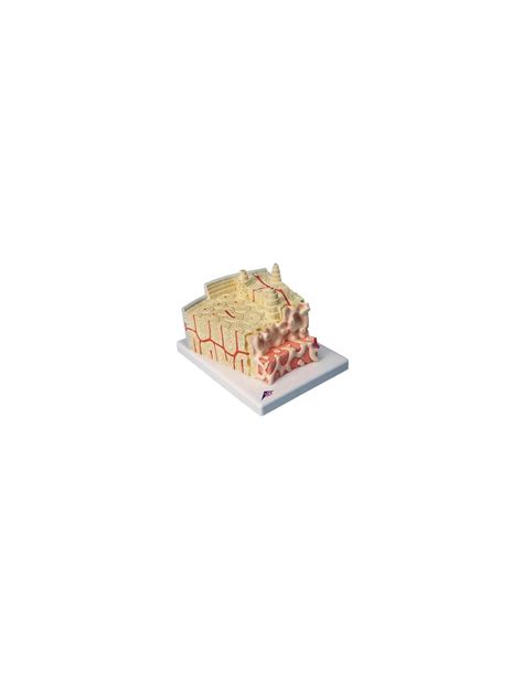 3B Scientific MICROanatomy Struttura Dell Osso Ingrandito 80 Volte A79