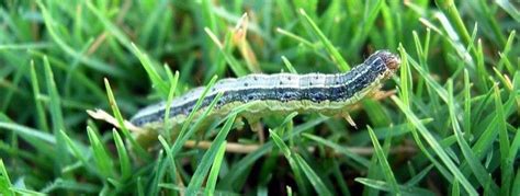 Army Worms In Your Lawn Get Rid Of Army Worms Myhometurf