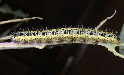 Pieris Brassicae Facts Diet Habitat And Pictures On Animaliabio