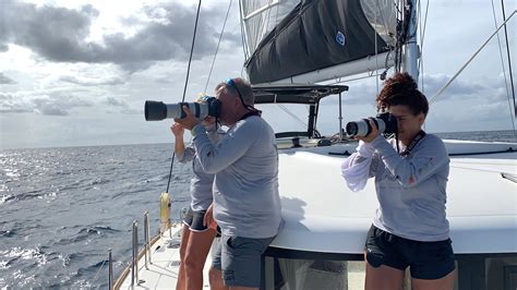 Shining A Light On The Caribbeans Cetaceans — Wwf Protecting Whales