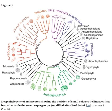 Protist Kingdom Tree