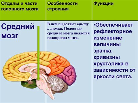 Центральная нервная система Кора головного мозга Головной мозг