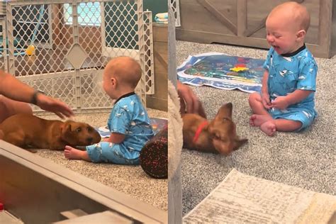 Bebê conhece um cachorro pela primeira vez o que ele faz em seguida