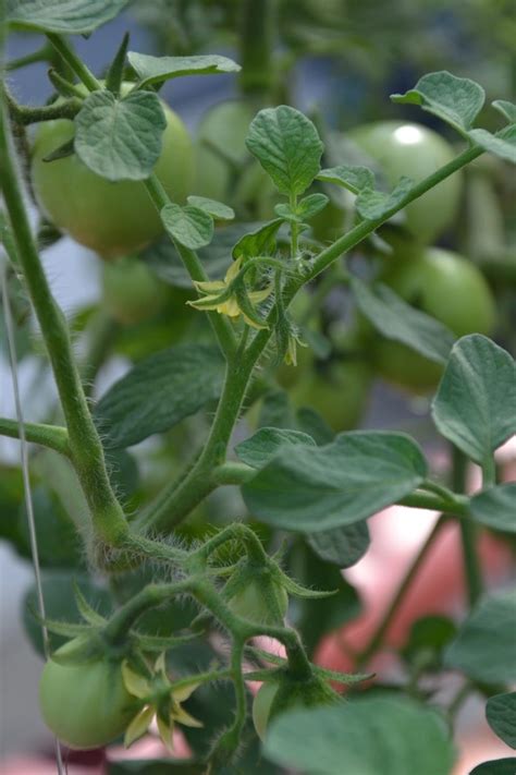 A Single Tomato Plant In A Hybrid Grow Bed Davaoponics