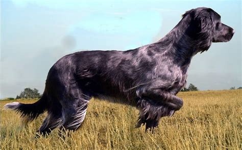 All About Blue Picardy Spaniel Origin Behavior Trainability Puppy