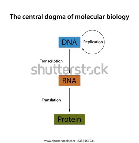 Central Dogma Molecular Biology Stock Vector Royalty Free 2387451231