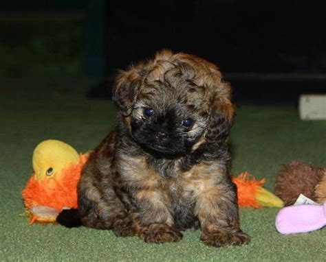 Teacup Peekapoo Puppies