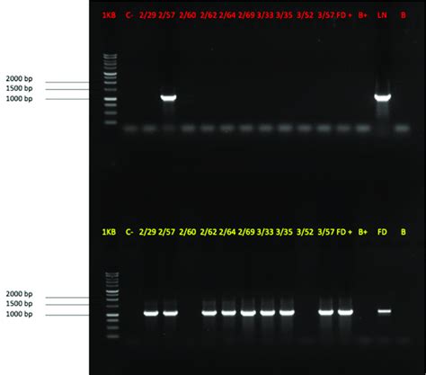 Representative Results Of A Nested Pcr Amplification With Bn Specific