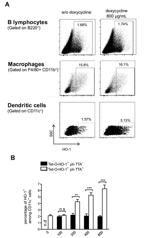 Induction Of Ho 1 Expression By Addition Of Doxycycline In The Drinking Download Scientific