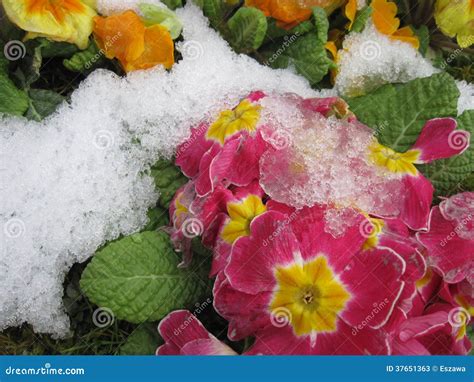 As Flores De Florescência No Tempo De Mola Uma Neve Imagem de Stock