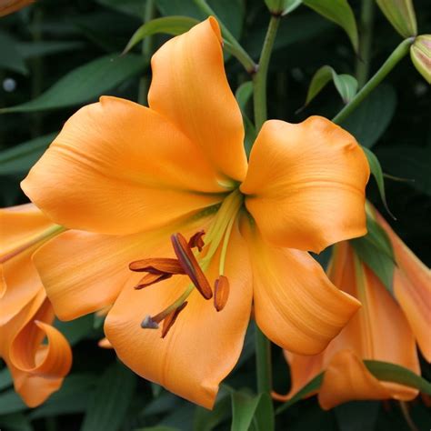 Lily Queen Telegraph