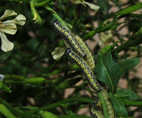 Pieris Brassicae In Crete Greece Large White