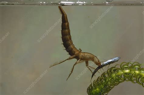 Diving Beetle Larva Stock Image C0174564 Science Photo Library