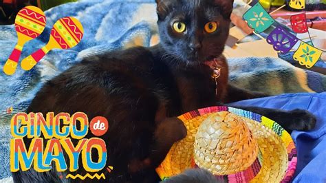 Cinco De Mayo Youtube