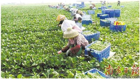 助农户在家门口实现增收 种植 北坡镇 塘村