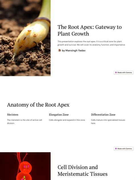 The Root Apex Gateway To Plant Growth Pdf