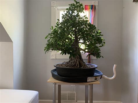 My Ficus Microcarpa Scrolller