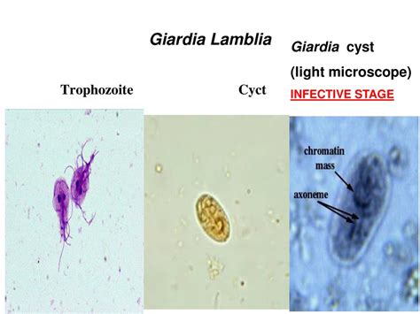 Giardia Trophozoites Images Under Microscope
