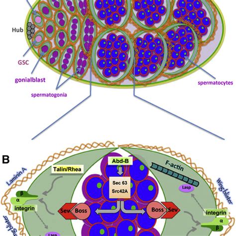 A Diagram Showing The Stem Cell Niche And Early Stages Of Drosophila