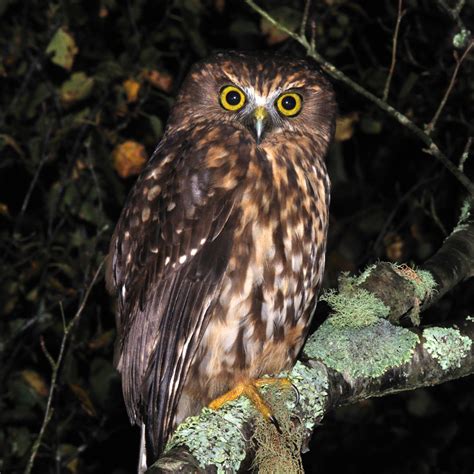 Ruru Morepork Facts And Info — Kohab