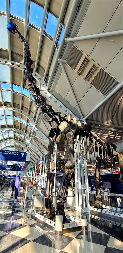 42ft Titanoboa Skeleton Replica Naturewasmetal