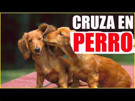 Consejos Para Cruzar Tu Border Collie Todo Lo Que Necesitas Saber RevistaBiologica