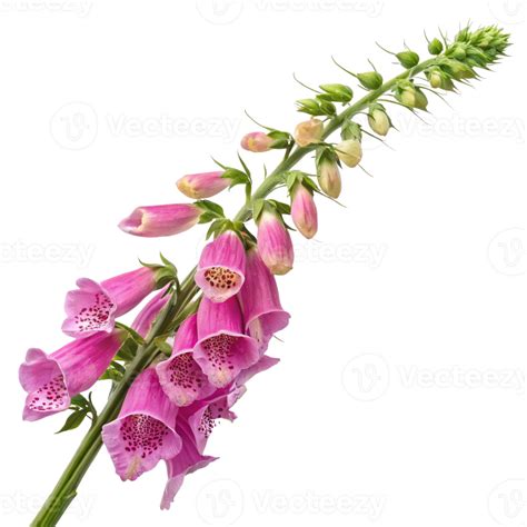 A Purple Aster With Daisy Like Petals And A Green Stem 56338784 Png