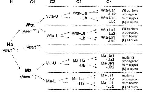 Schematic Diagram Of Plant Propagation System For The Generation Of