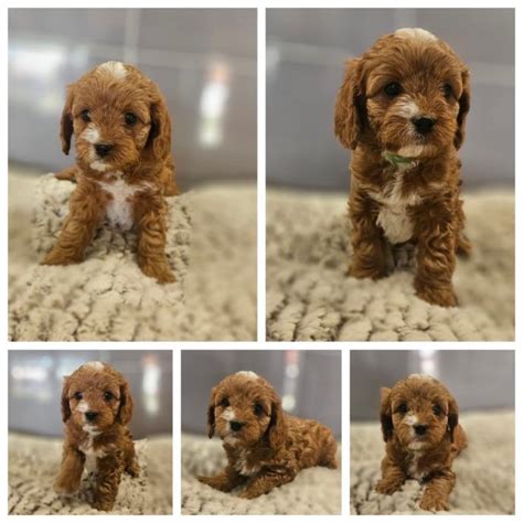 Toy Cavapoo MladiČki