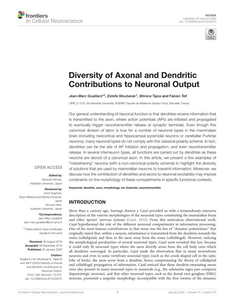 Pdf Diversity Of Axonal And Dendritic Contributions To Neuronal Output