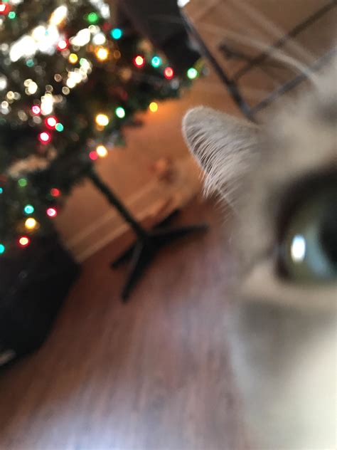 Tried To Capture Kitty But Was Photobombed By His Older Brother