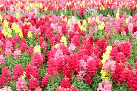 Do Snapdragons Need Full Sun Conserve Energy Future
