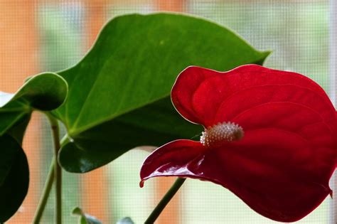 100 Free Calla Lily And Nature Images Pixabay