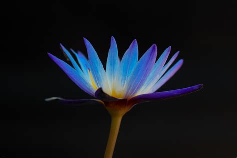 Free Images Light Plant Night Leaf Flower Purple Petal Bloom