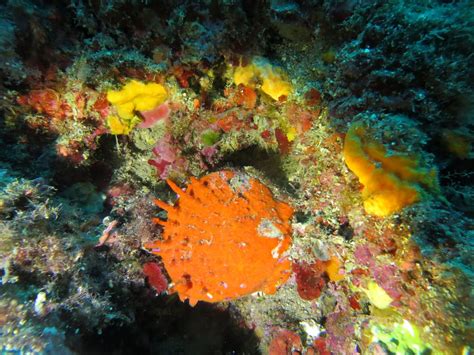 Un Bivalve Mais Lequel