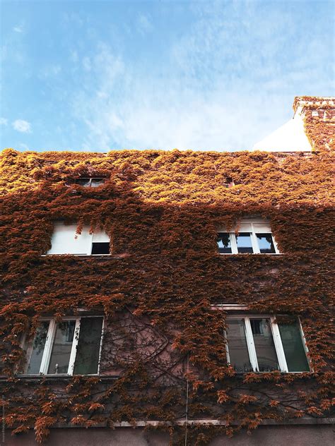 «old House Covered From Ivy Del Colaborador De Stocksy «jovana Rikalo
