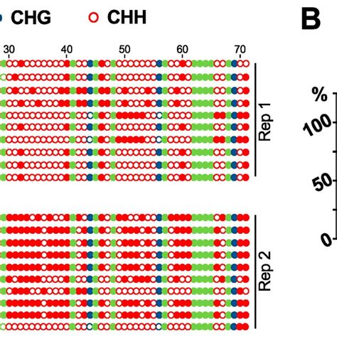 Bisulfite Sequencing Using Bisulfite Sequencing We Analyzed The Download Scientific Diagram Bisulfite Sequencing Using Bisulfite Sequencing We Analyzed The Download Scientific Diagram