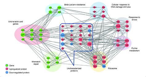 Interaction Network Of 19 Functional Genes And Download Scientific Diagram
