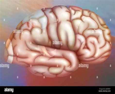 Areas Of The Brain Of The Right Hemisphere Cortex Visual Parietal