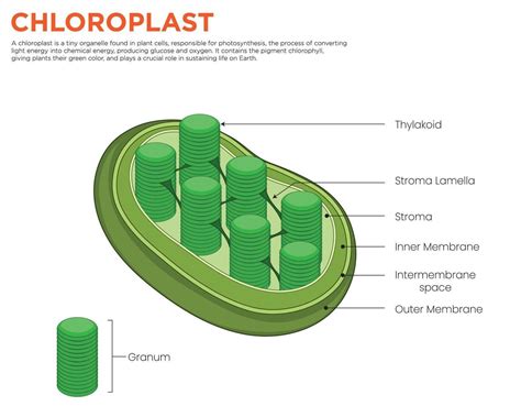 Chloroplast In Plant Cell Chloroplasts Embryo Project Encyclopedia