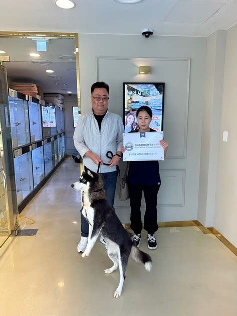 시베리안허스키 루비 사모예드책임분양 스피츠책임분양 시바견책임분양 시베리안허스키책임분양 시츄책임분양 요크셔테리어책임분양 웰시코기책임분양 이탈리아그레이하운드책임분양 치와와책임