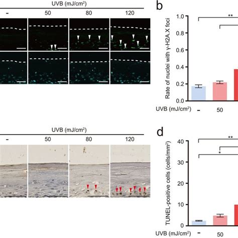 Uvb Induced Dna Damage And Apoptosis In The Reconstituted Human