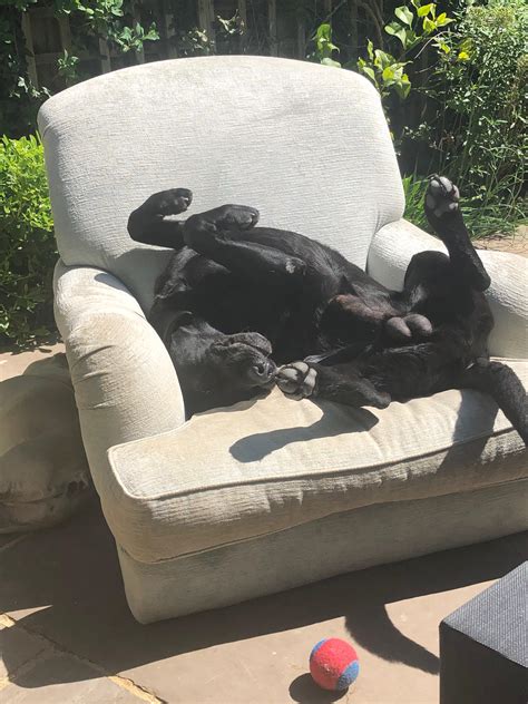 Comfy Mate Scrolller