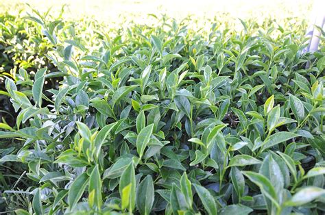 翠峰秋茶8月13號採 廖長興茶業