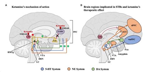 Overview Of Brain Regions Included In This Paper A Ketamine