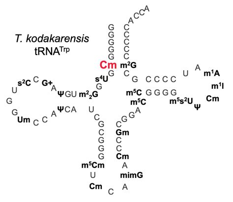 Discovery Of A Trna Methyltransferase With An Unusual Domain Architecture And Functional