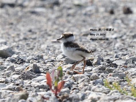 Wild birds in north Osaka コチドリ Little Ringed Plover のヒナと抱卵イカルチドリ Long
